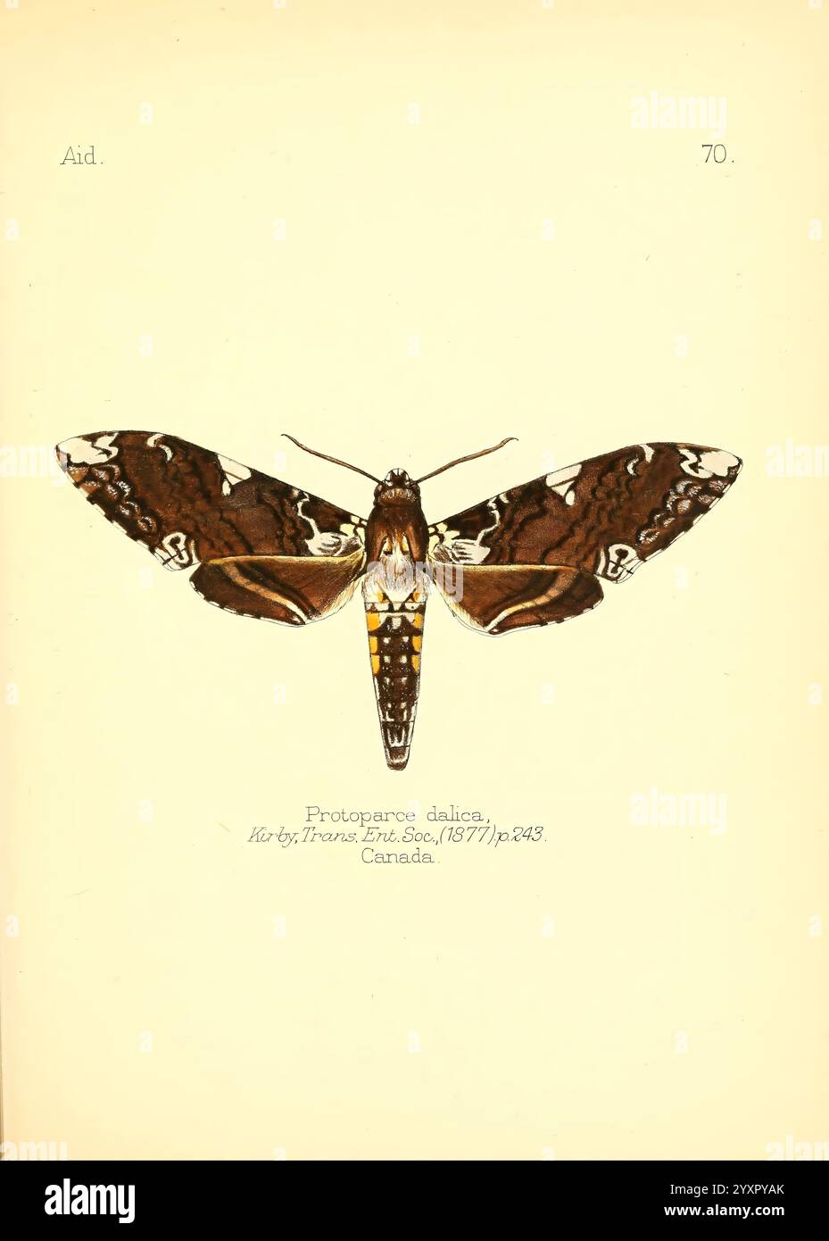 Robust moth displays hi-res stock photography and images - Alamy