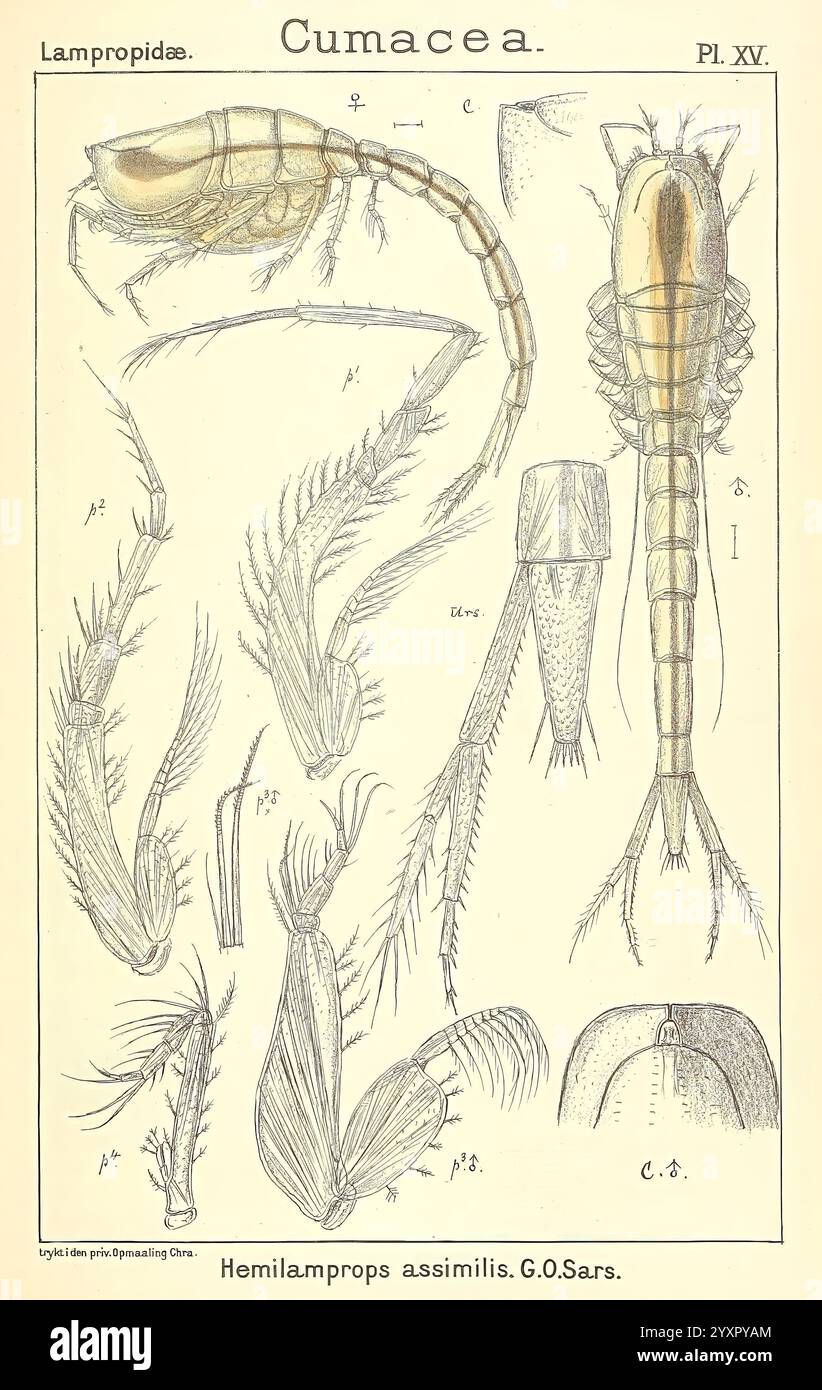 Carapace shapes hi-res stock photography and images - Alamy