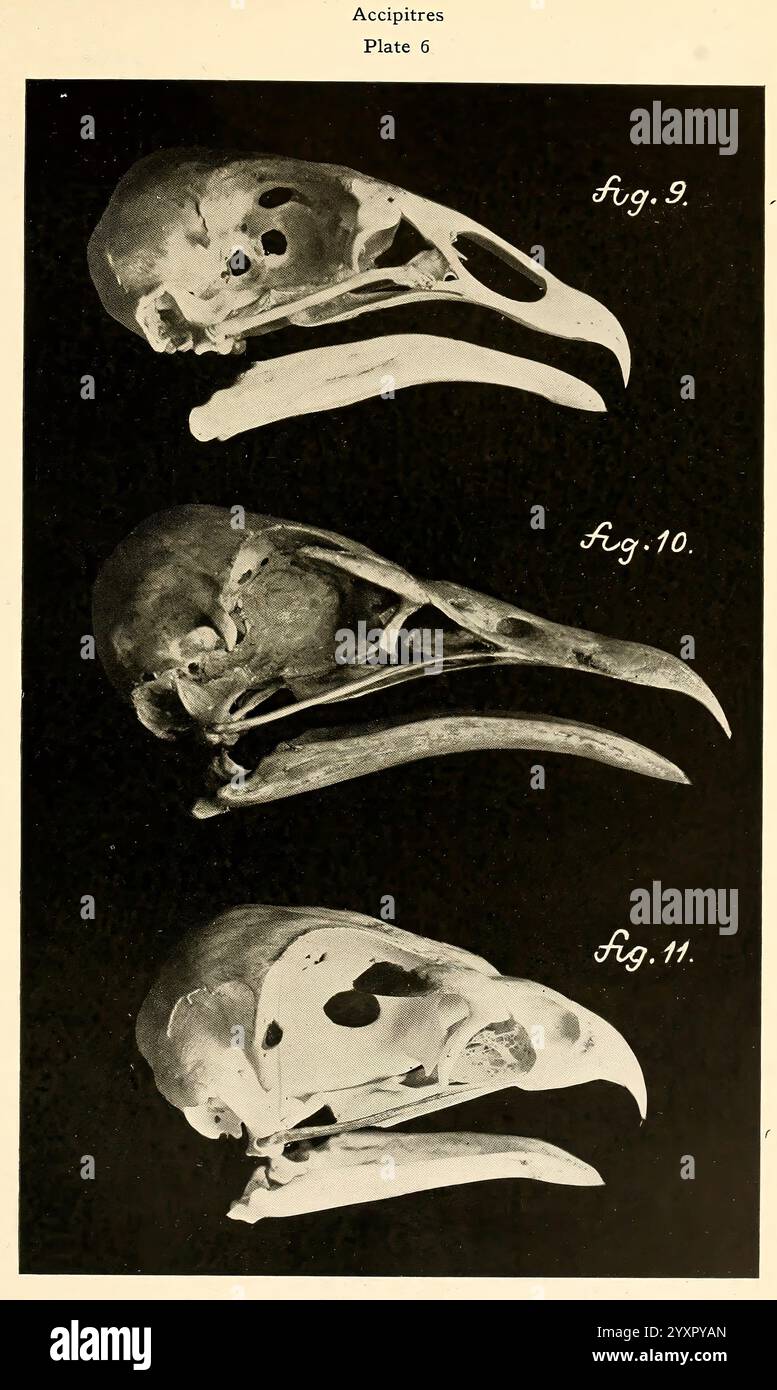 Osteology of birds, 1909, anatomy, birds, bones, bird, osteology ...