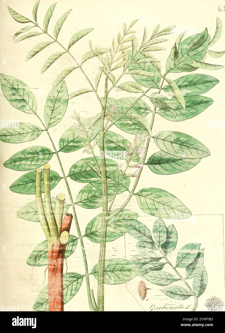 Flora medica, oder, Abbildung der wichtigsten officinellen Pflanzen ...