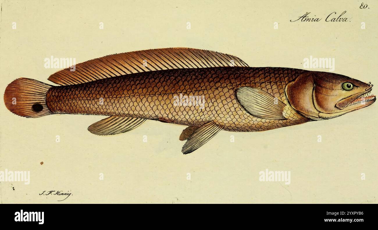 Pronounced jawline hi-res stock photography and images - Alamy