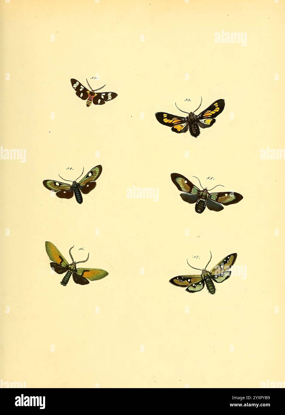 Illustration features six distinct moths hi-res stock photography and ...