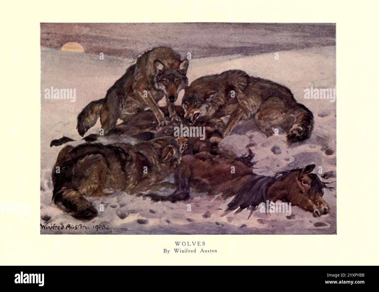 Wolf captures its prey hi-res stock photography and images - Alamy