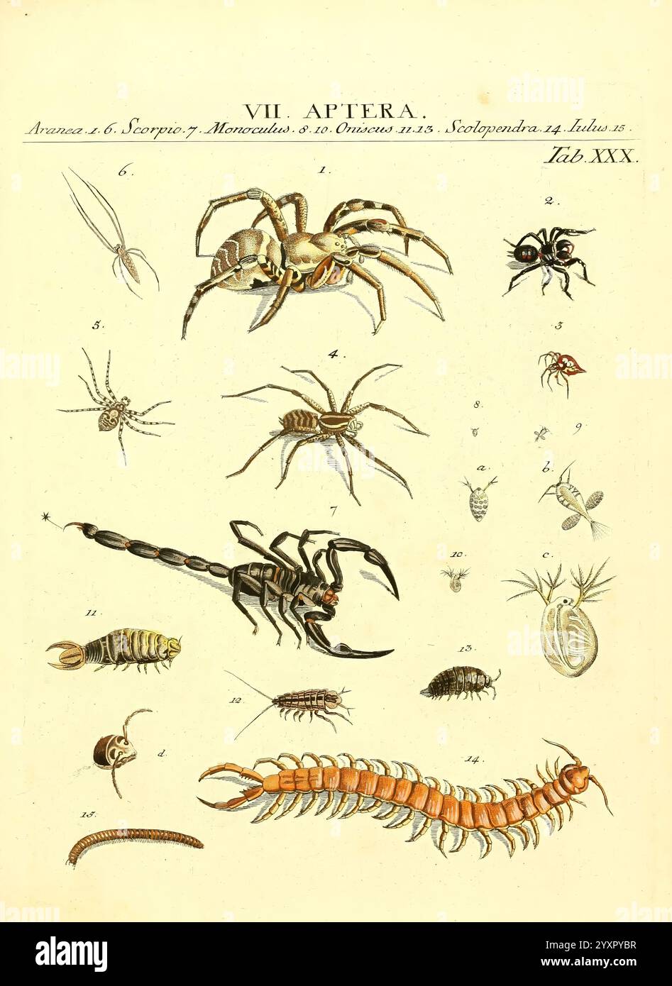 Genera, Insectorum, Linnaei, Et, Fabricii, Iconibus, Illustrata, C, 1 ...