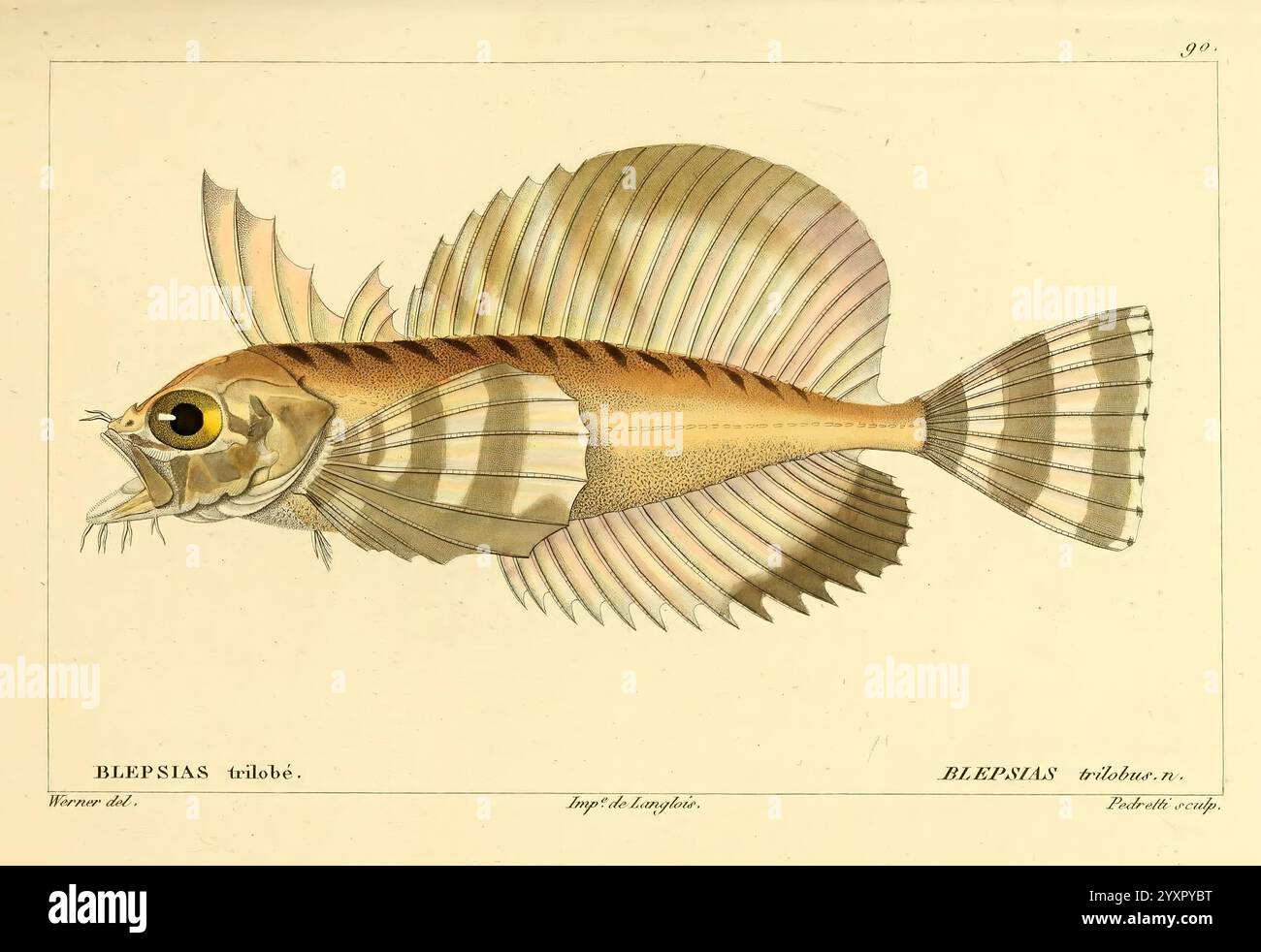 Importance within marine biology hi-res stock photography and images ...