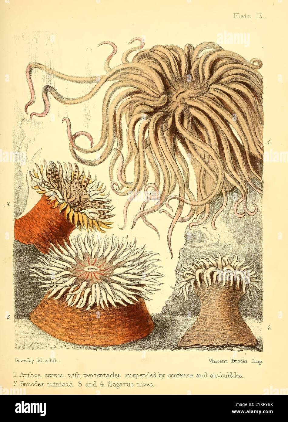 Two distinct anemones stand hi-res stock photography and images - Alamy