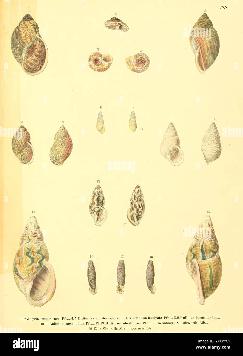 Novitates Conchologicae, Cassel, T. Fischer, 1854-79, mollusks ...