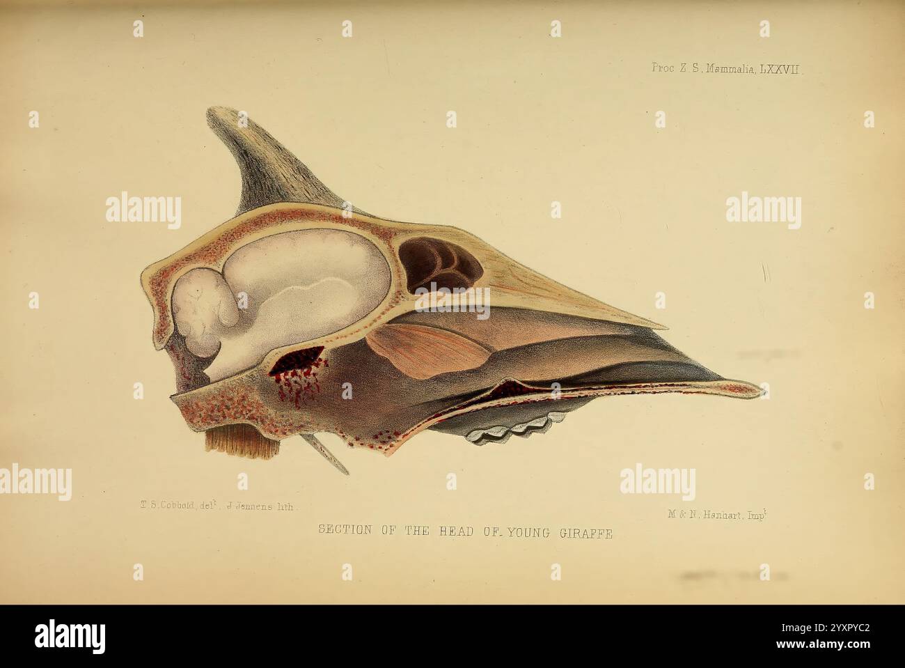 Giraffes anatomy hi-res stock photography and images - Alamy