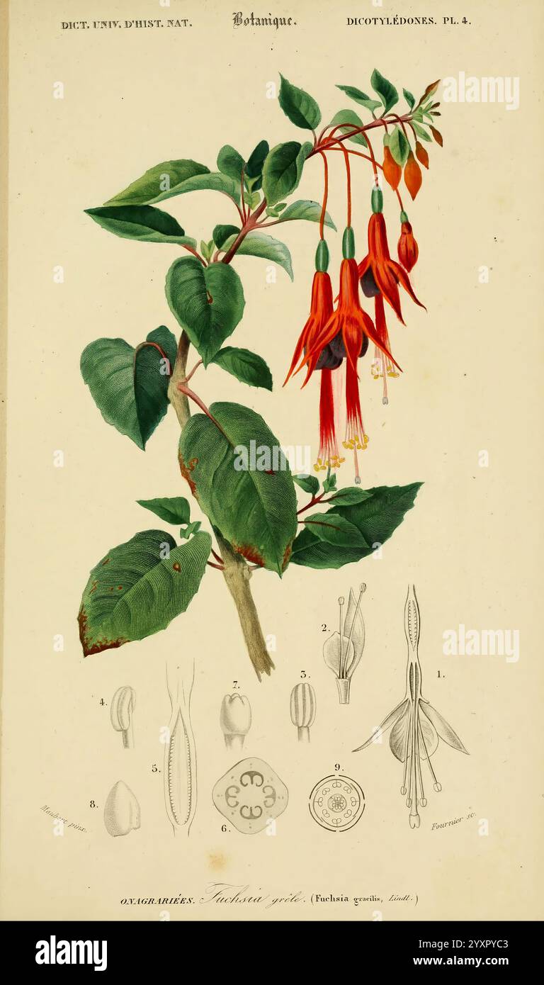 Vibrant stem displays elongated hi-res stock photography and images - Alamy
