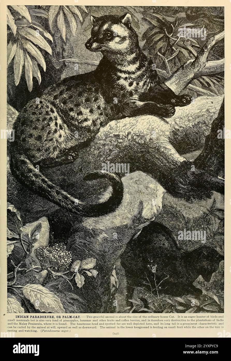 Indian paraquet hi-res stock photography and images - Alamy