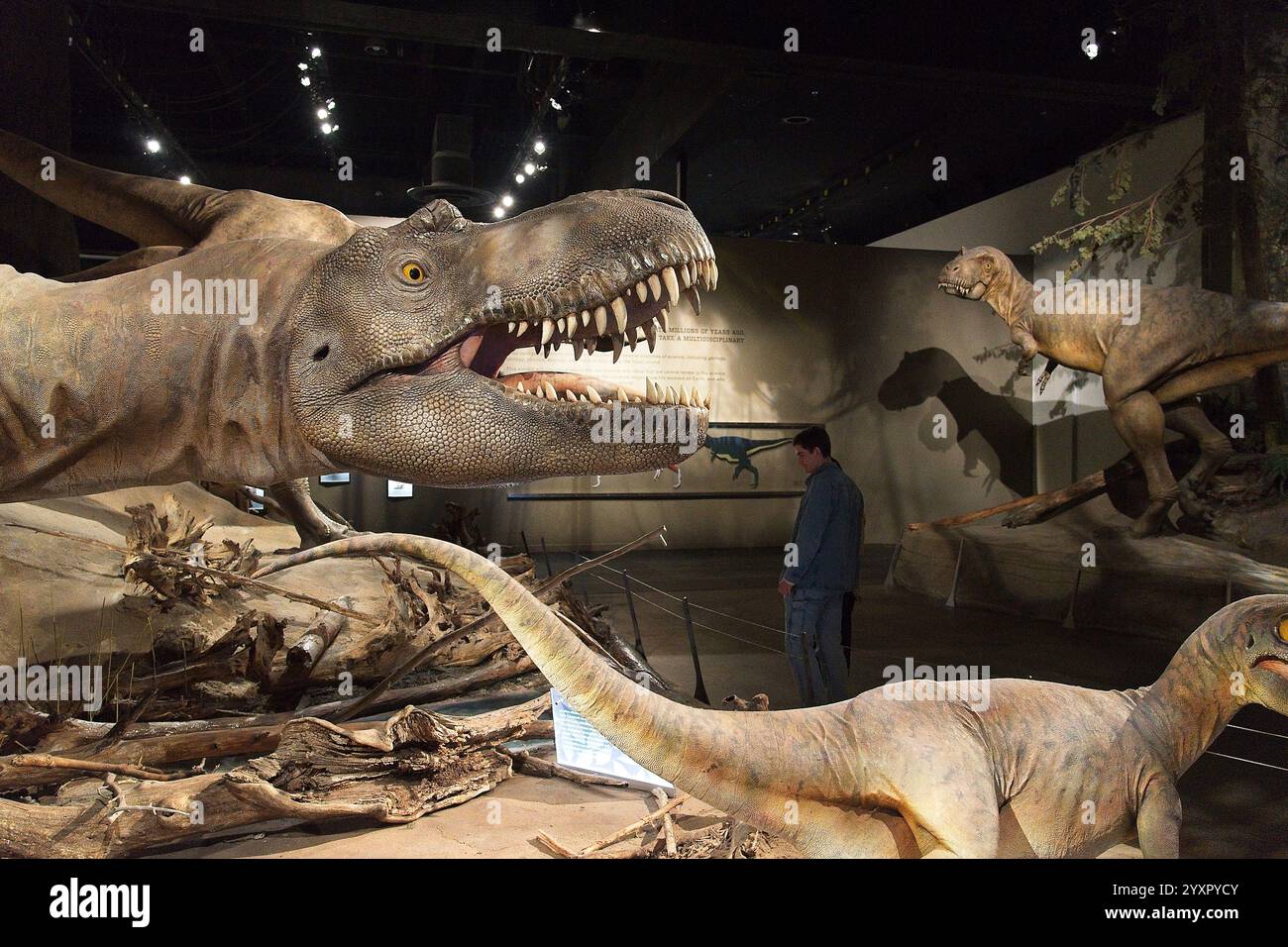 Drumheller Canada - 30 December 2023 - Dinosaur fossils in the Royal ...