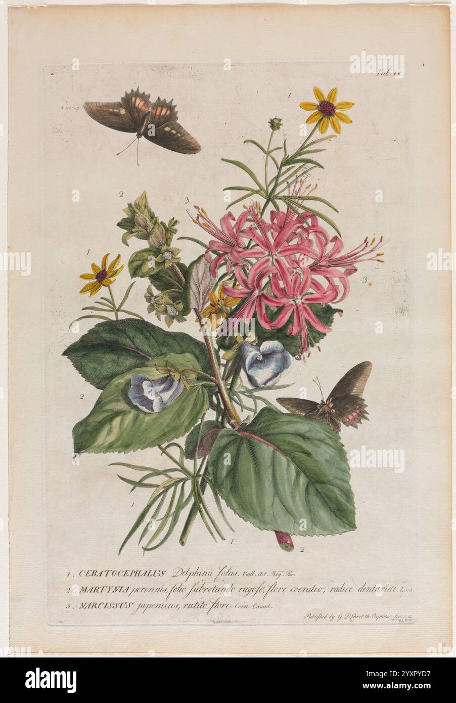 Antique Vintage Color Drawing of Botanical Stock Photo - Alamy