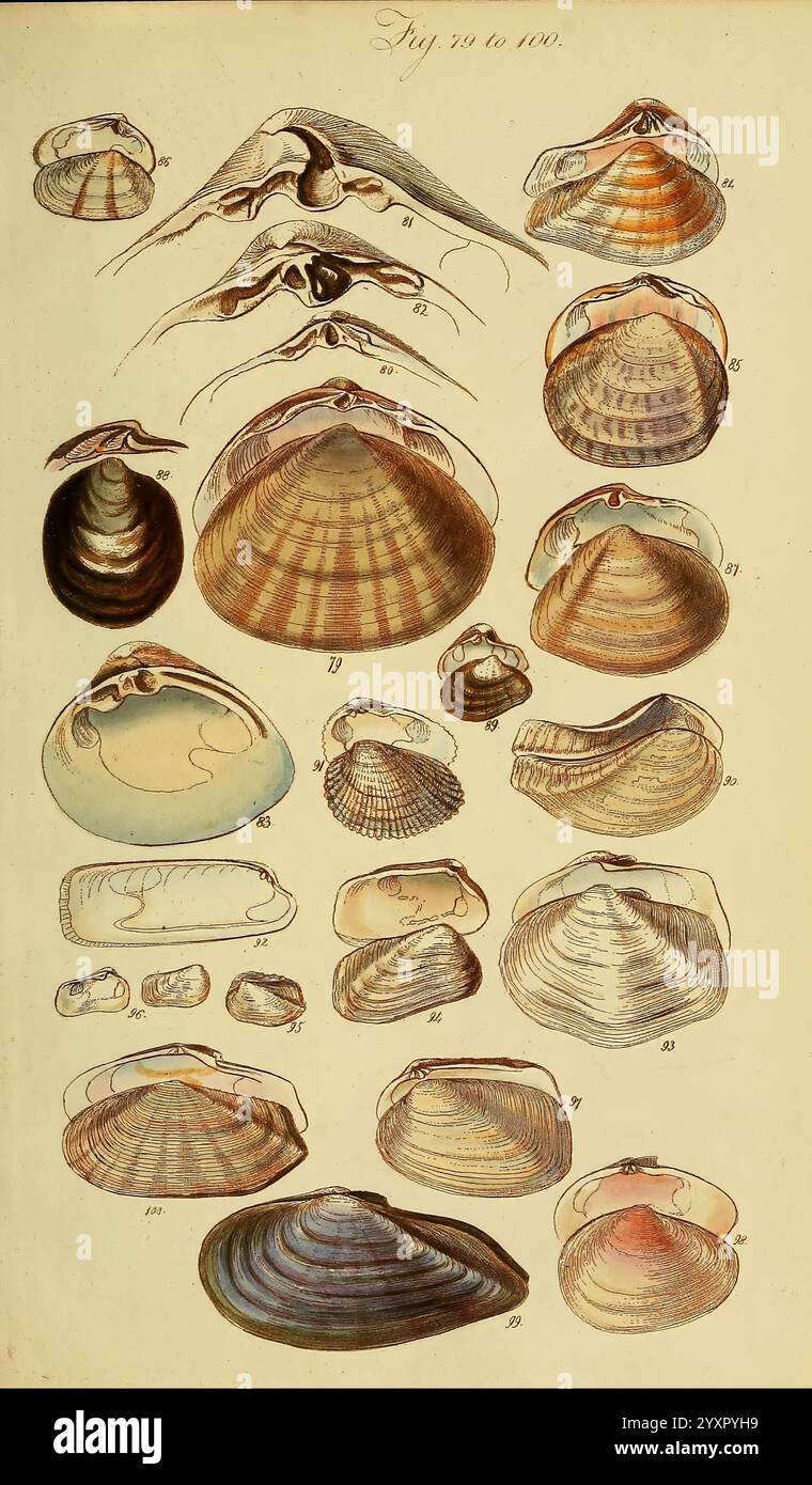 Different types of bivalves hi-res stock photography and images - Alamy