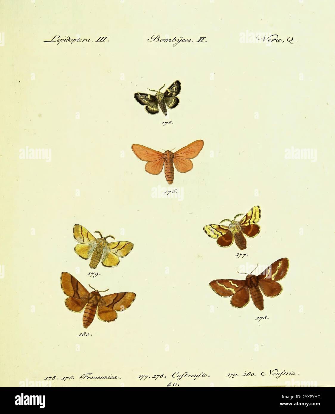 Hübner's Papilio S.l. S.n. 1796-1841 Lepidoptera, A beautifully ...