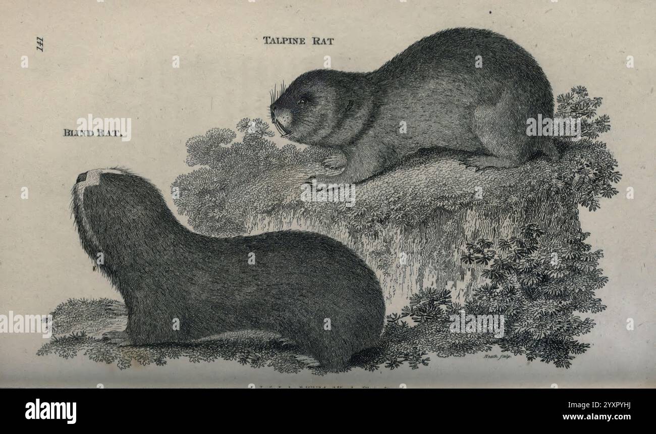 Adapted features hi-res stock photography and images - Alamy