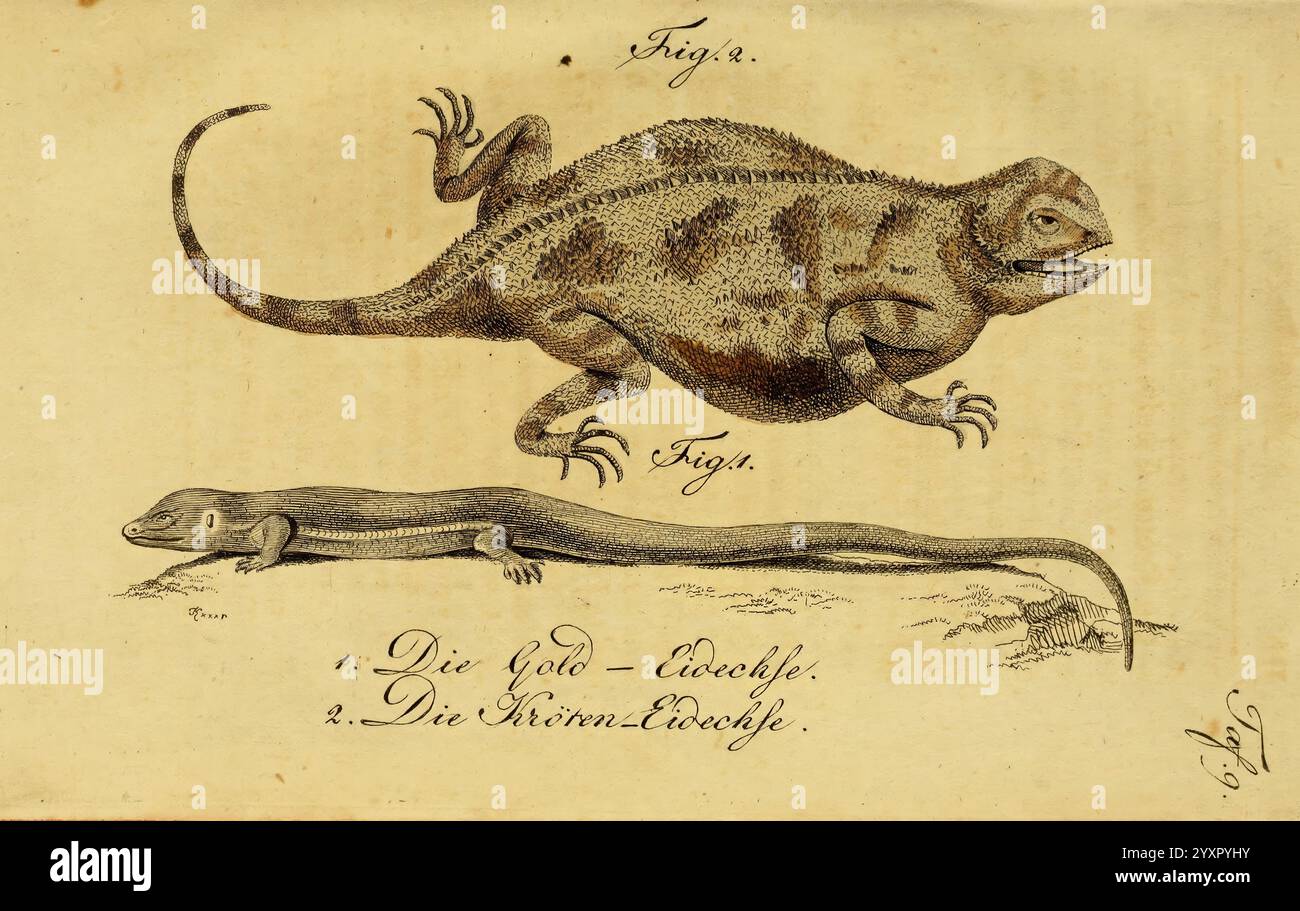 Illustration showcases two distinct lizard species hi-res stock ...