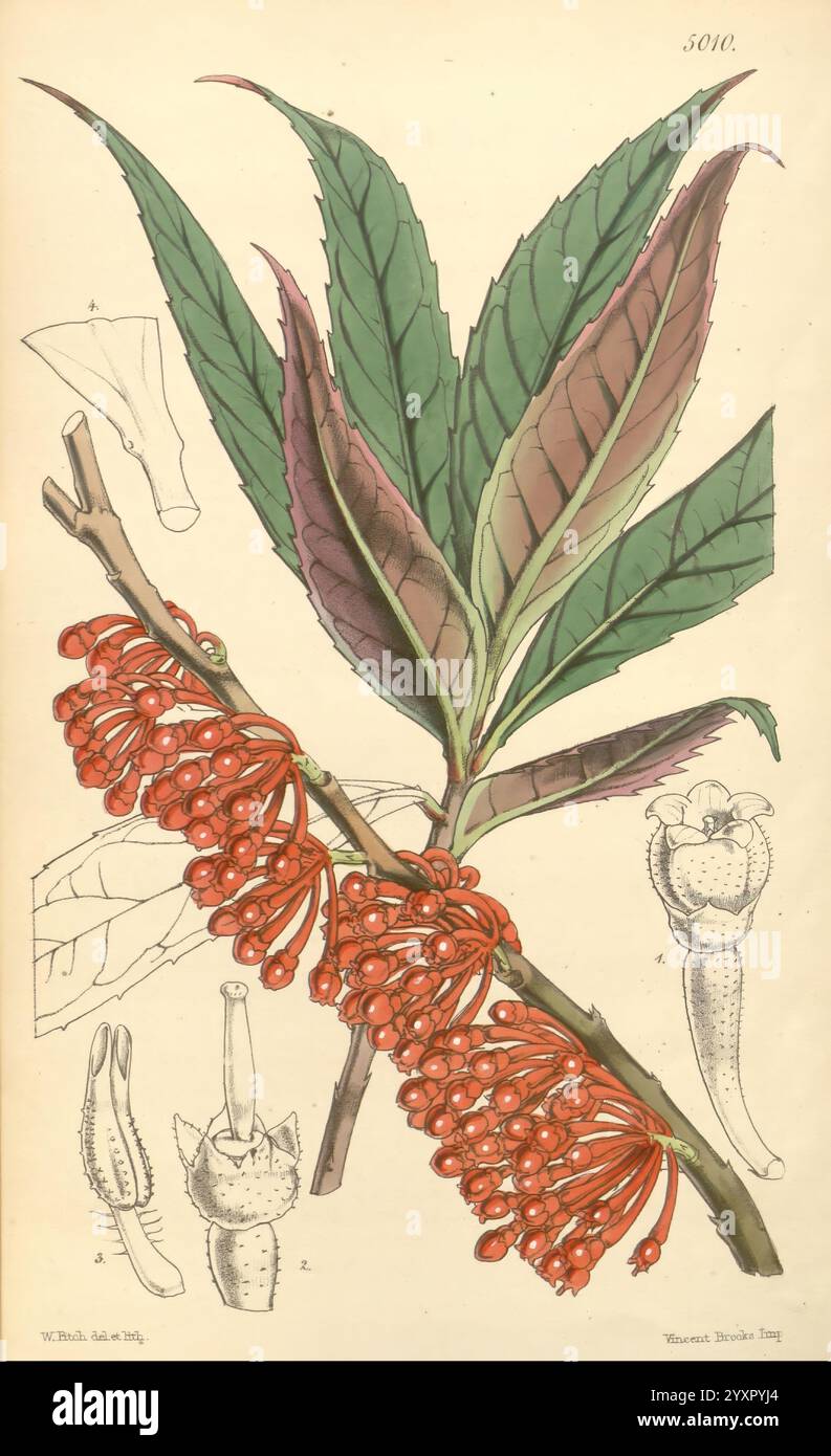 Curtis's Botanical Magazine, London, New York, botanical illustration ...
