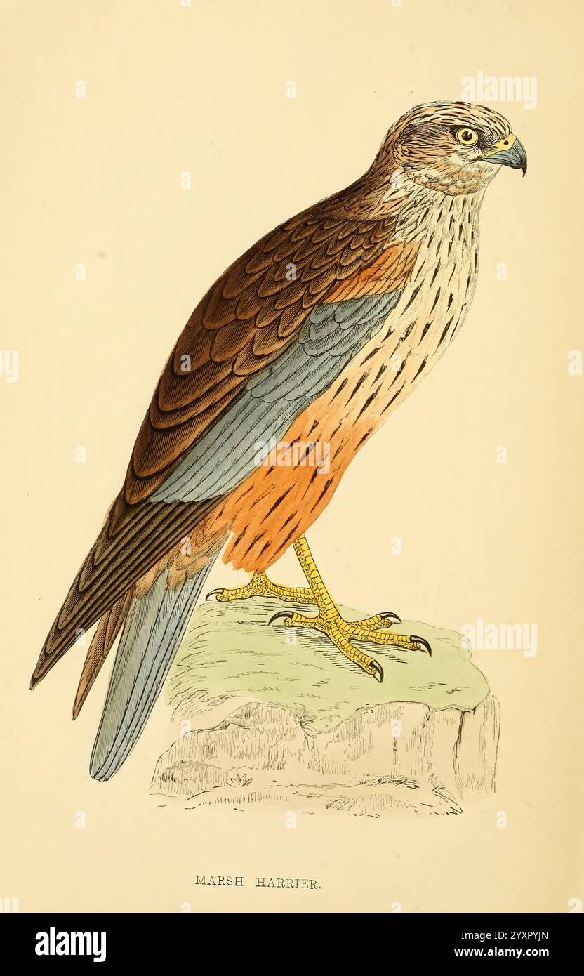 A history of British birds,1863-1866?, birds, Great Britain, bird, A ...