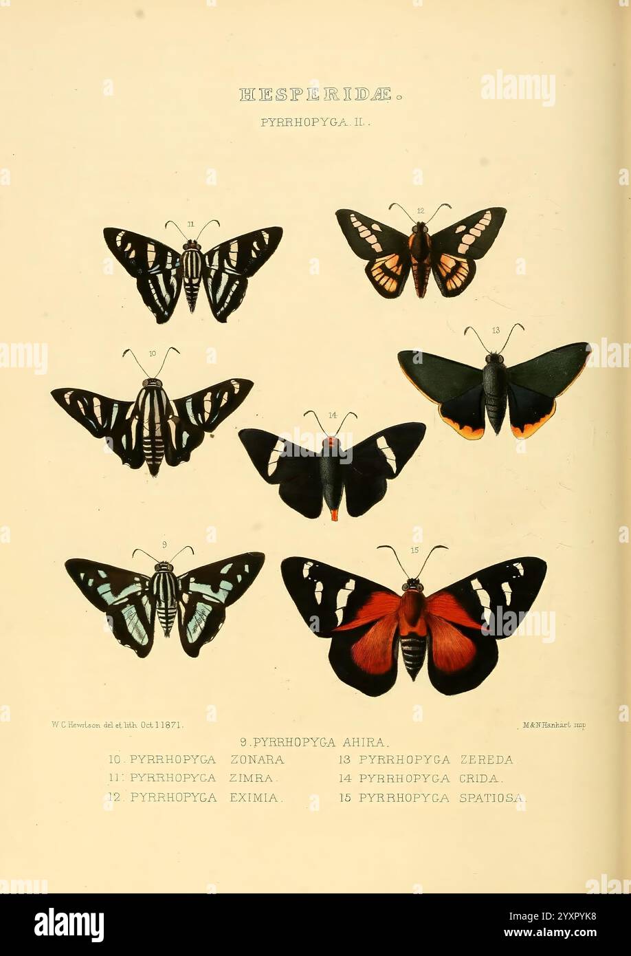 Butterfly features distinct patterns hi-res stock photography and images - Alamy