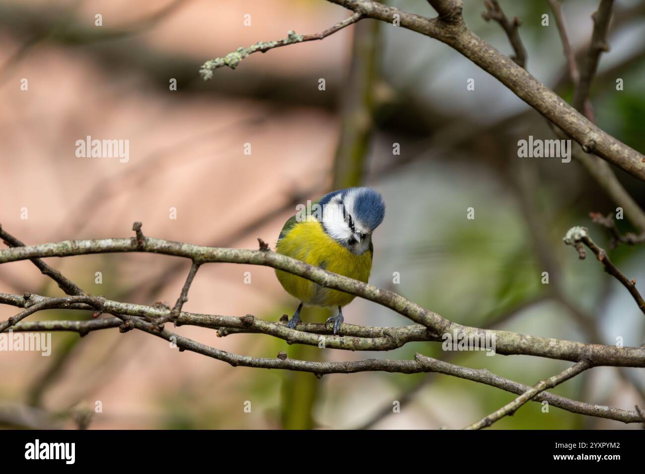 The blue tit, a small insectivorous bird, feeds on insects and seeds ...