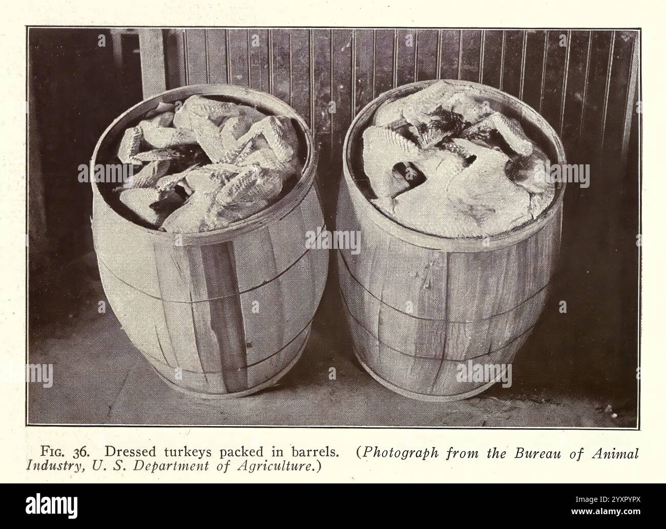 Turkey Raising New York Orange Judd Publishing Company Turkeys, Two ...