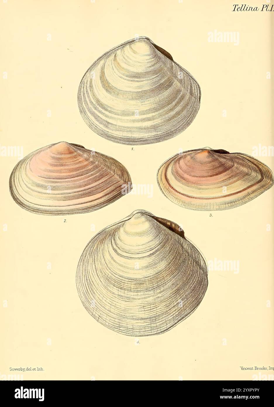 Various tellina species shells hi-res stock photography and images - Alamy