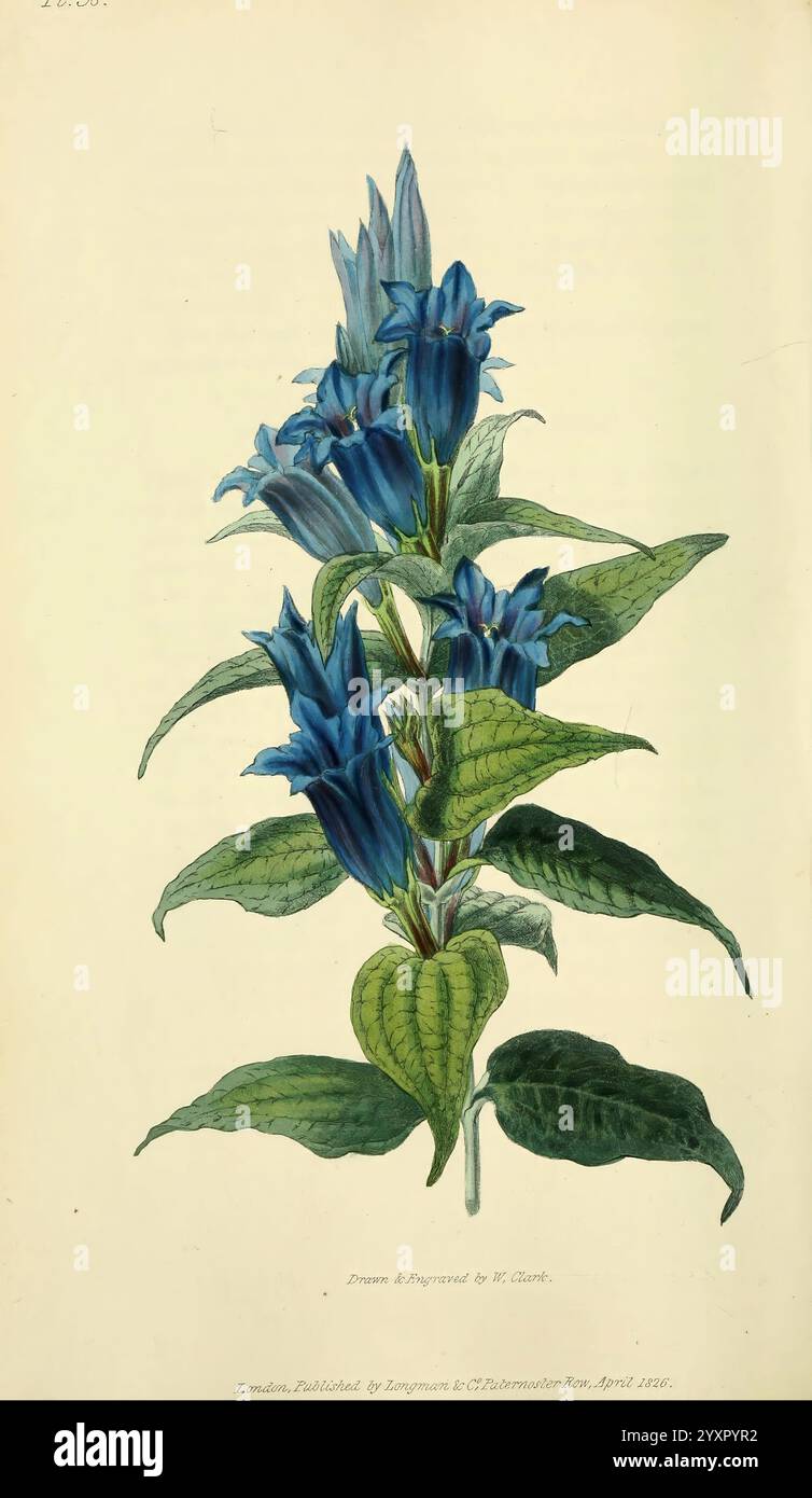Flora Conspicua London, Longman, Rees, Orme, Brown, and Green, 1826 ...
