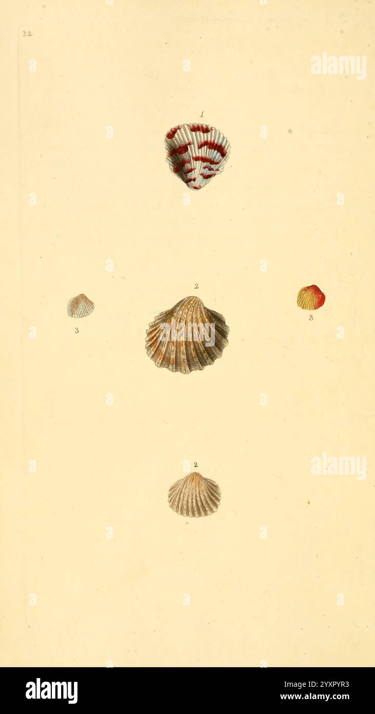 The natural history of British shells. v.1-3. London, Printed for the ...