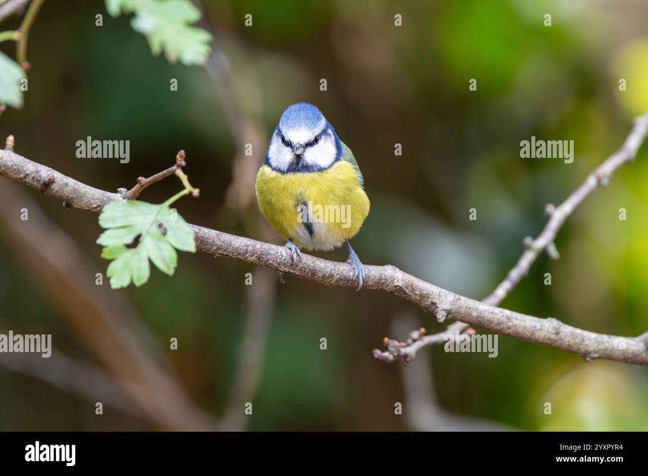 The blue tit, a small insectivorous bird, feeds on insects and seeds ...