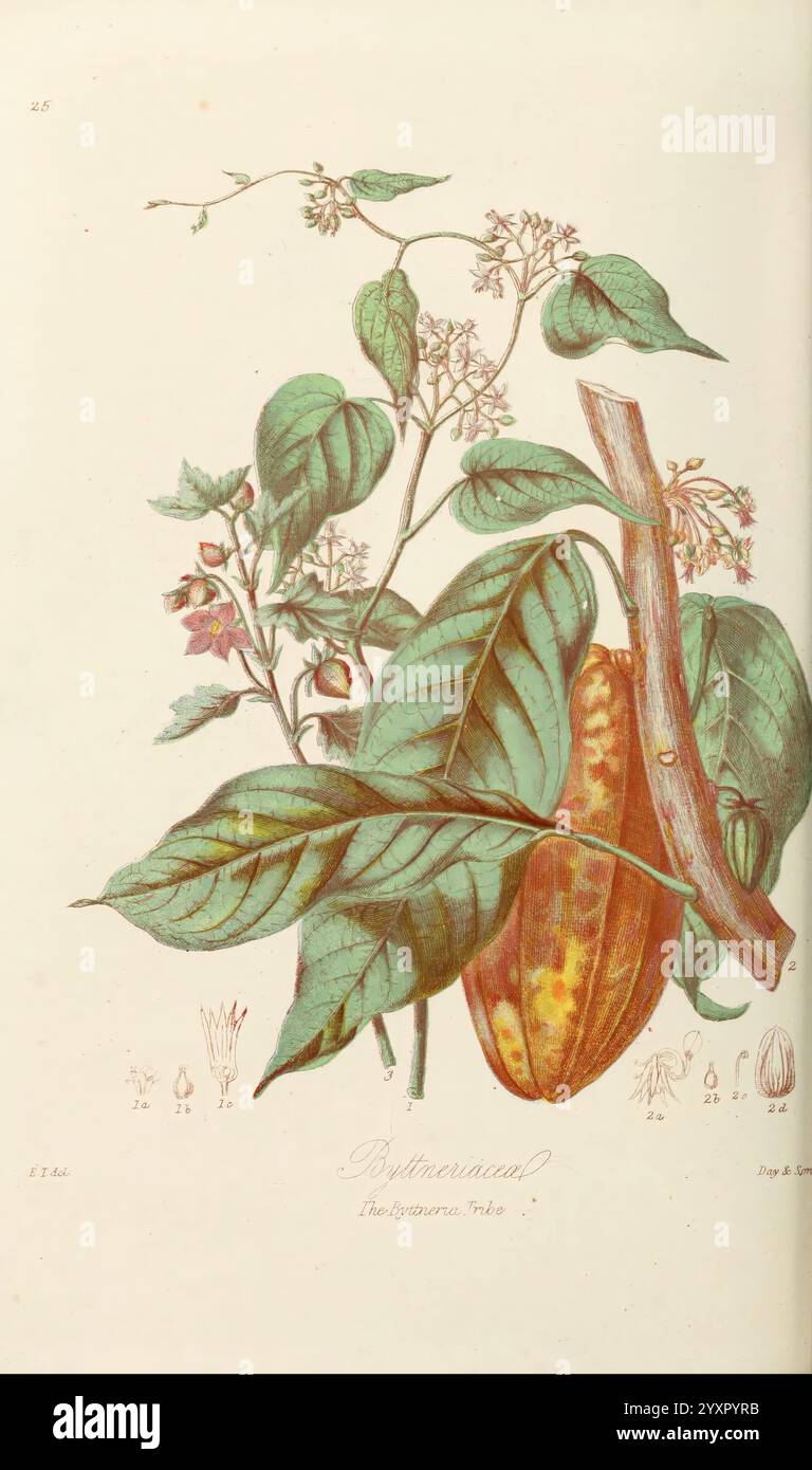 Illustrations of the natural orders of plants with groups and ...