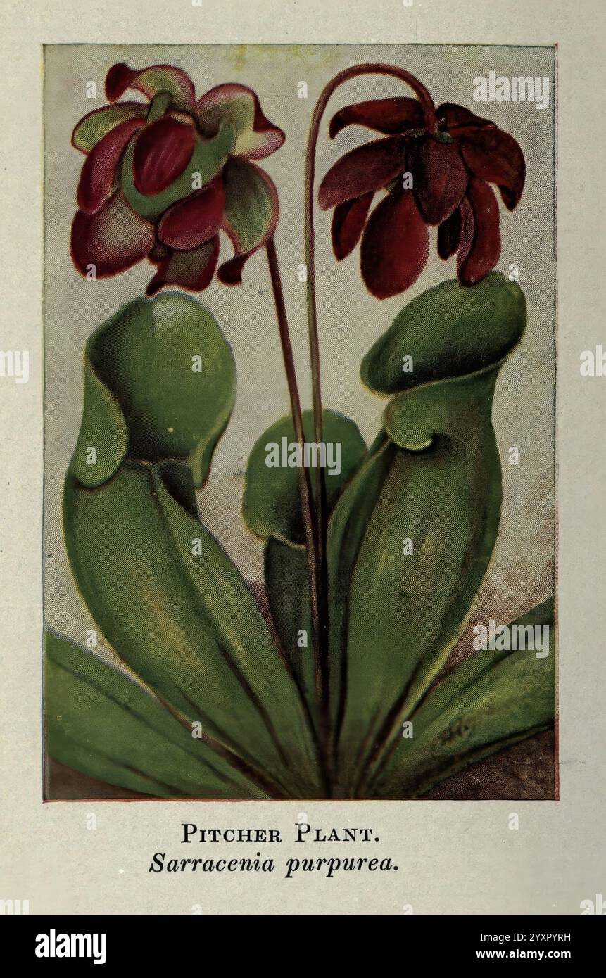 Plants distinct appearance hi-res stock photography and images - Alamy