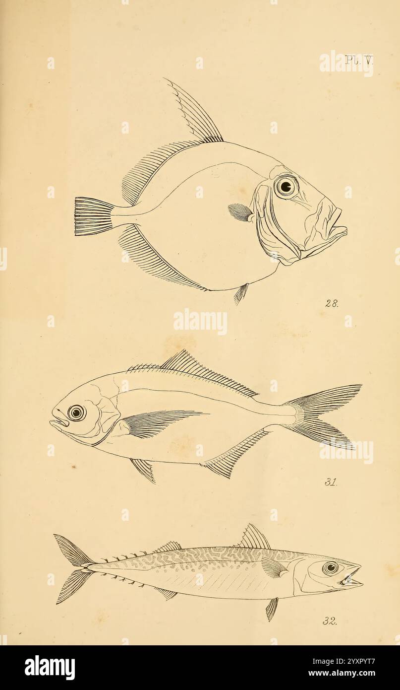 Bottom fish presents hi-res stock photography and images - Alamy