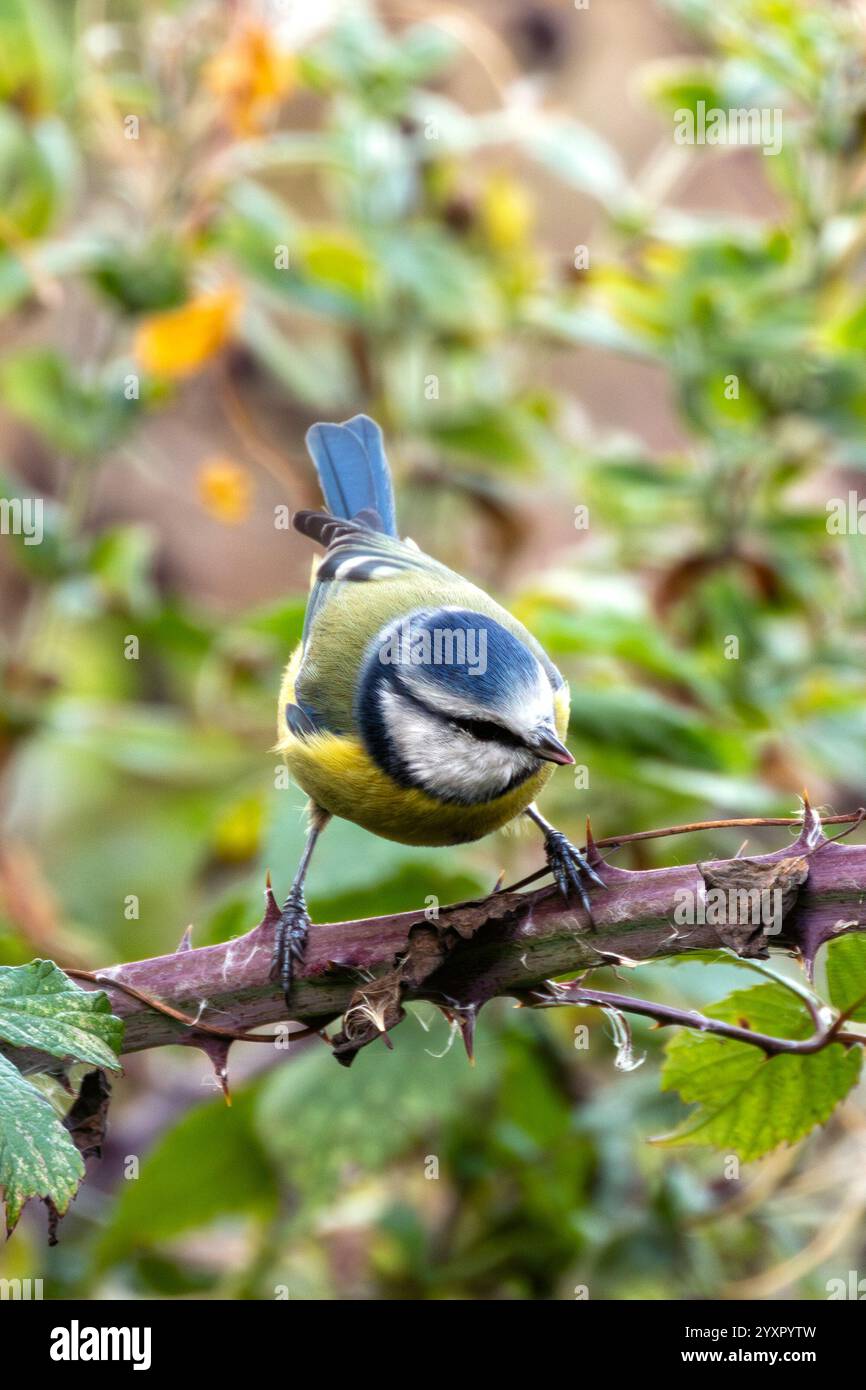 The blue tit, a small insectivorous bird, feeds on insects and seeds ...