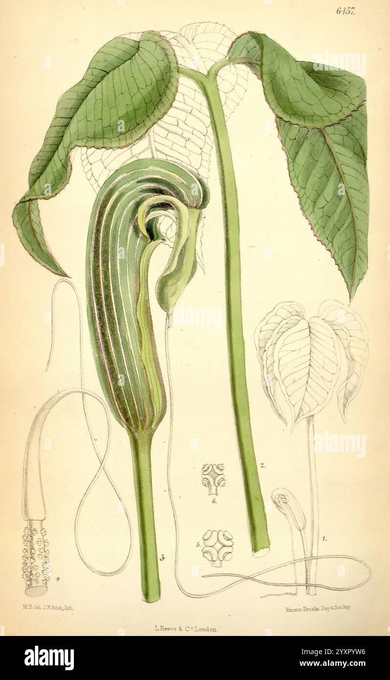 Curtis's Botanical Magazine, London, New York, botanical illustration ...