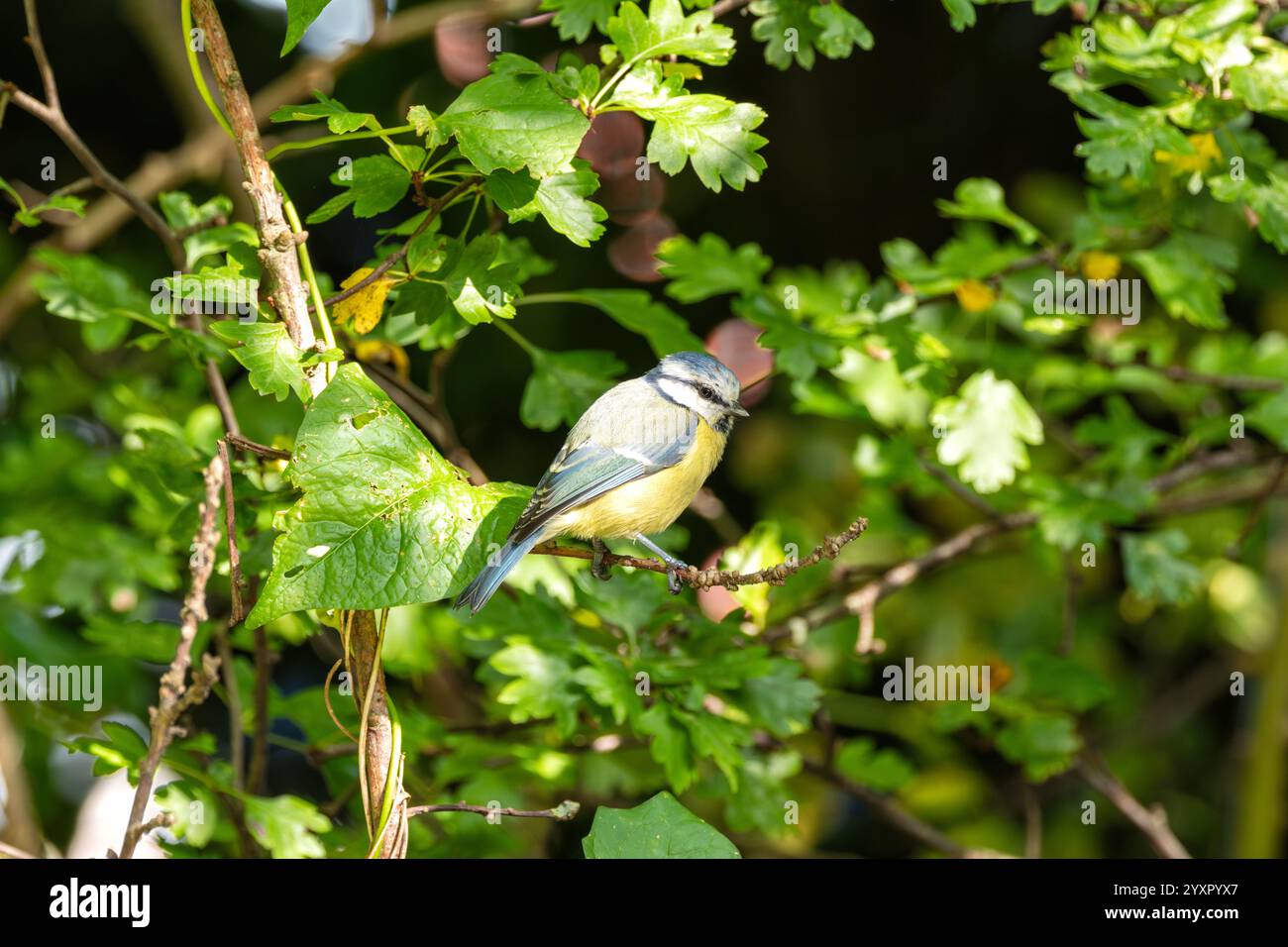 The blue tit, a small insectivorous bird, feeds on insects and seeds ...