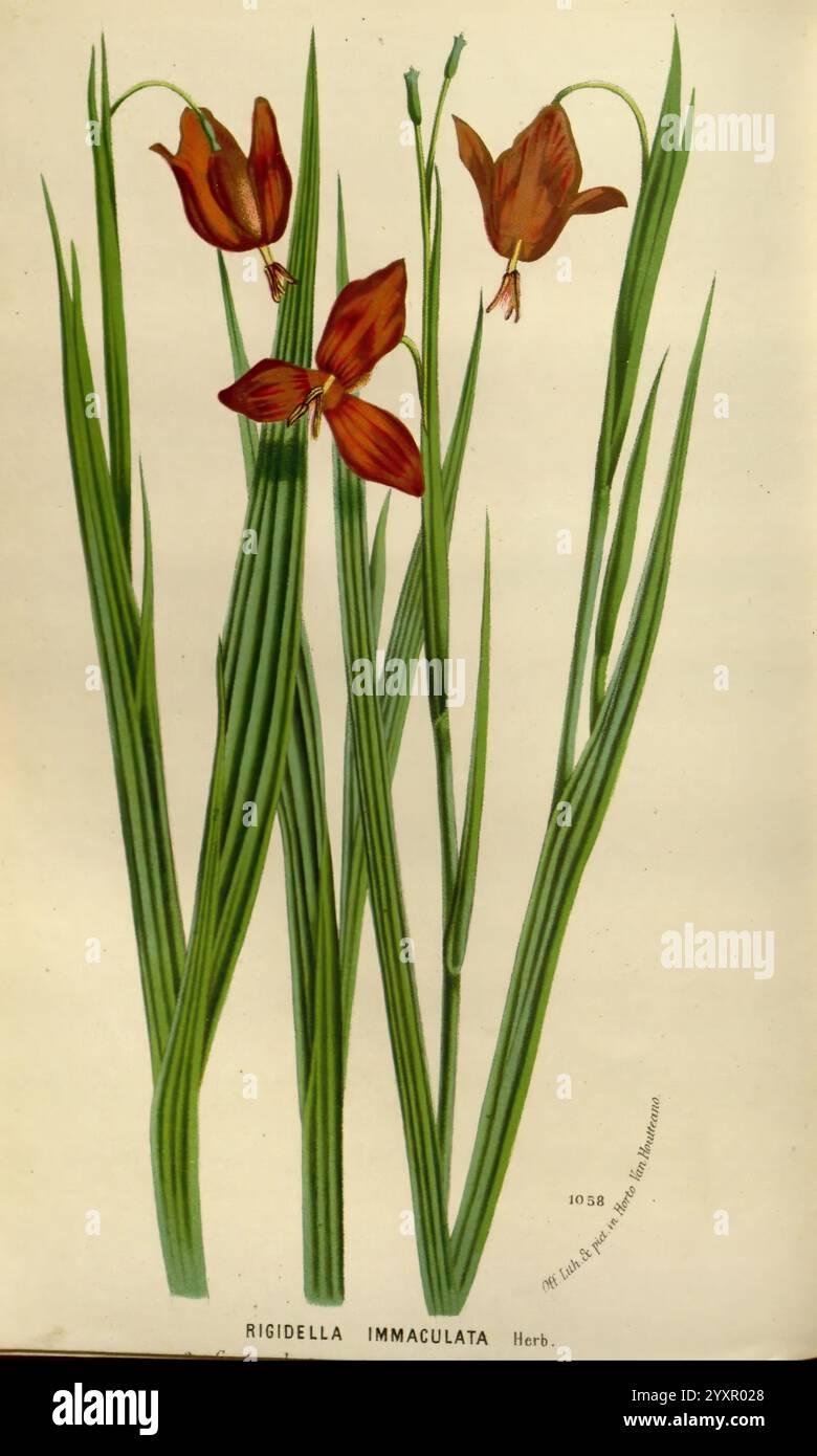 Greenery complements hi-res stock photography and images - Alamy