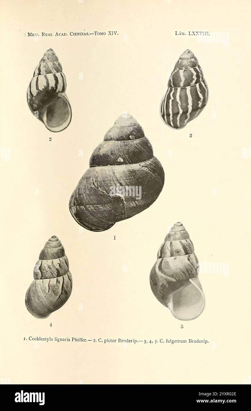 Prominent spiral design hi-res stock photography and images - Alamy