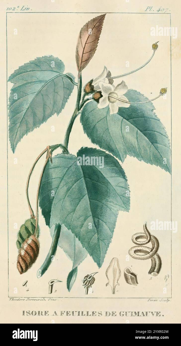 Several reproductive structures hi-res stock photography and images - Alamy