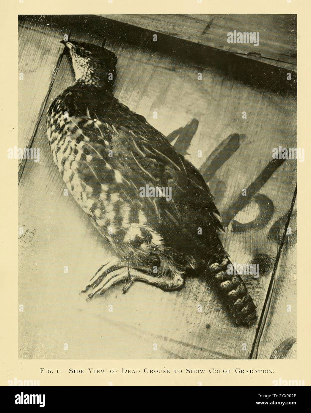 The Auk, Washington, D.C, American Ornithologists' Union, 1884, birds ...