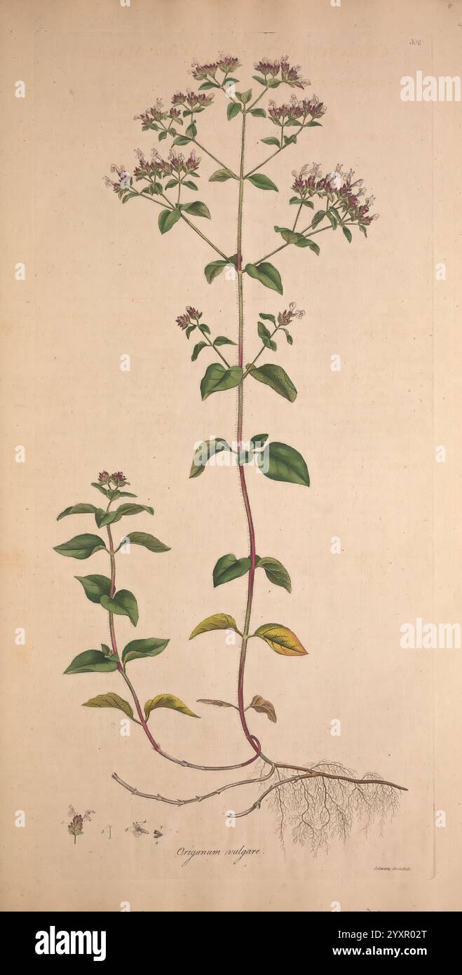 Lanceolate shapes hi-res stock photography and images - Alamy