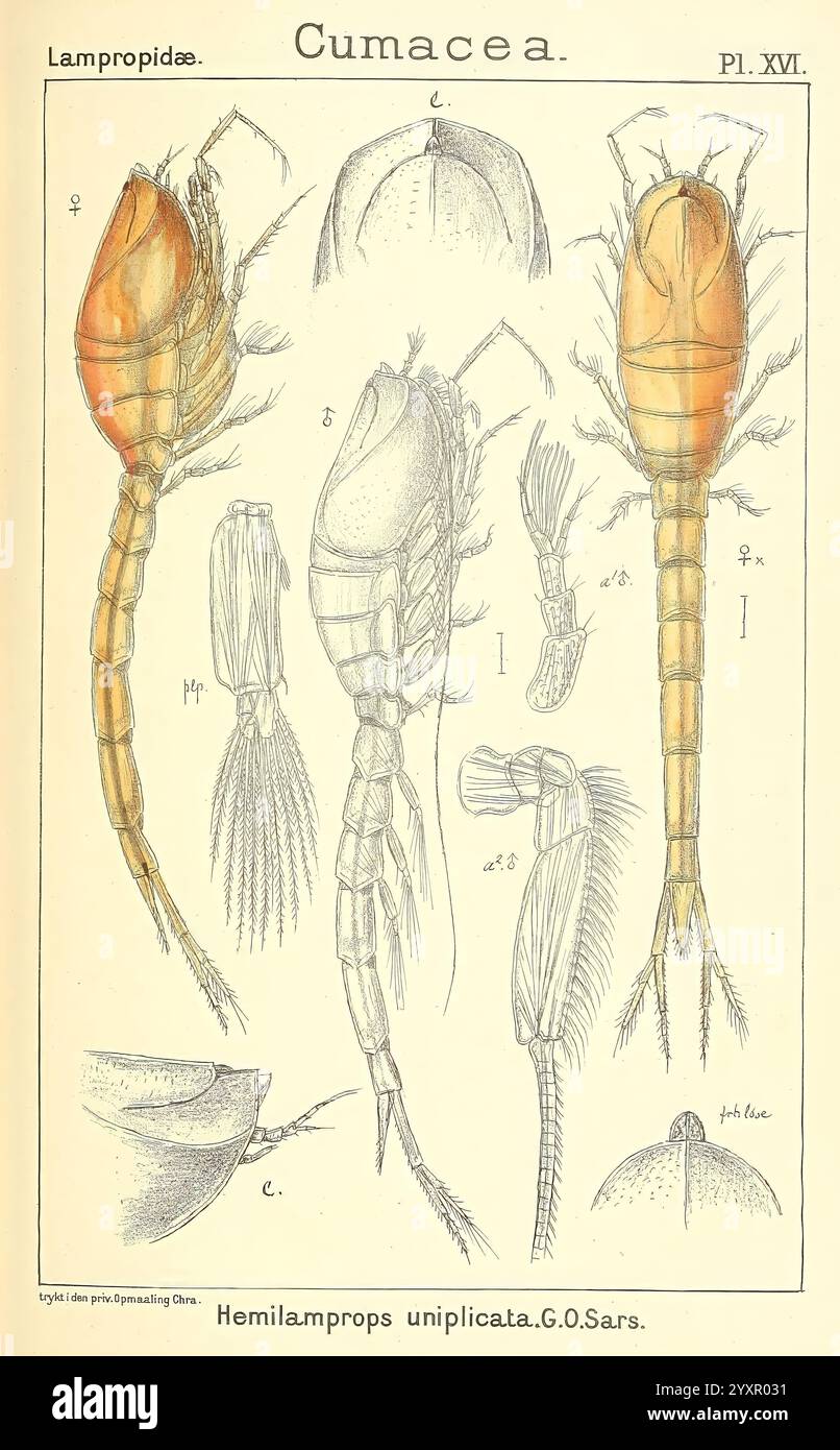 Displaying multiple specimens hi-res stock photography and images - Alamy