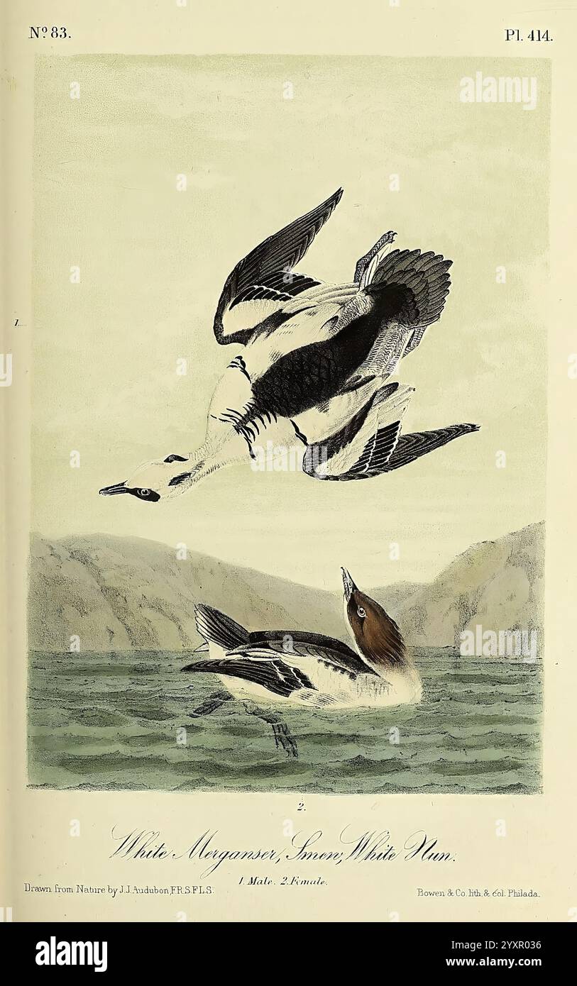 The birds of America New York G.R. Lockwood 1871 1839 birds North ...