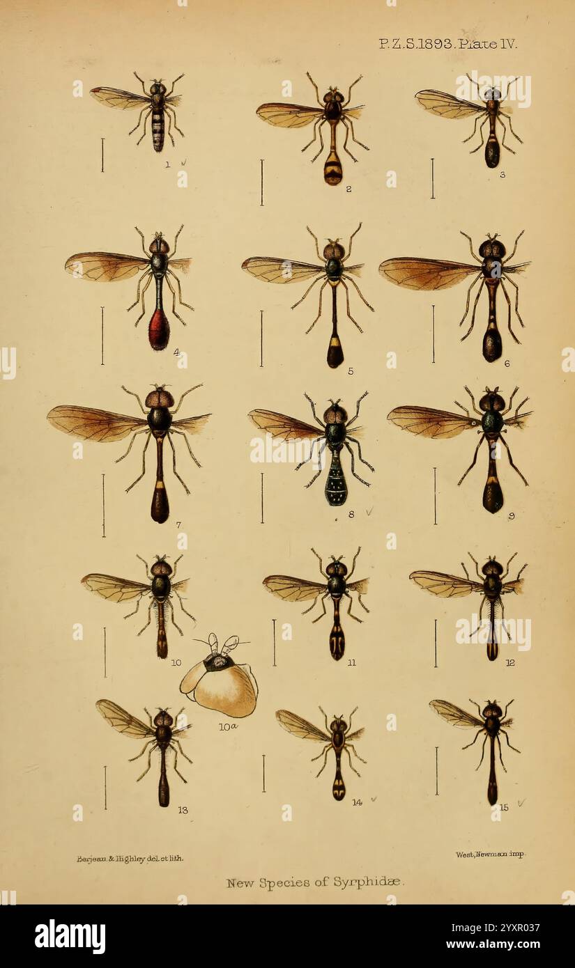 Important taxonomic information hi-res stock photography and images - Alamy