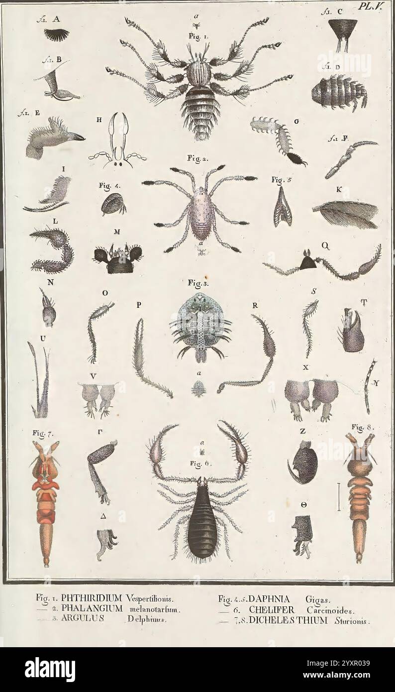 Creatures body segments hi-res stock photography and images - Alamy