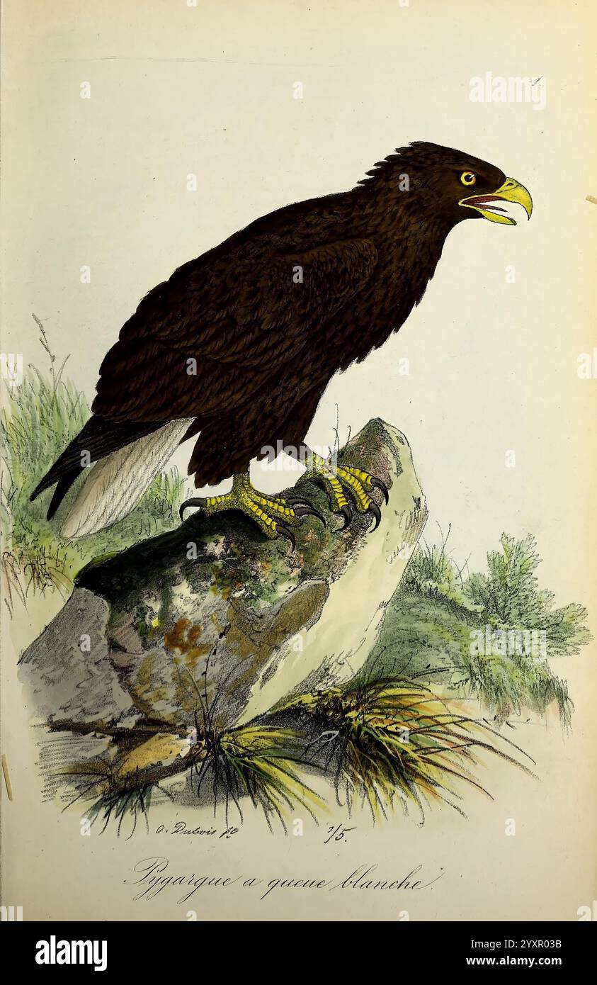 Planches coloriees des oiseaux de la Belgique et de leurs oeufs ...