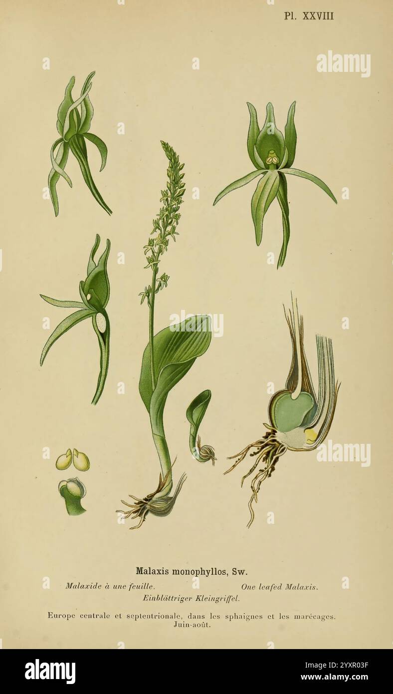 Plant malaxis monophyllos hi-res stock photography and images - Alamy
