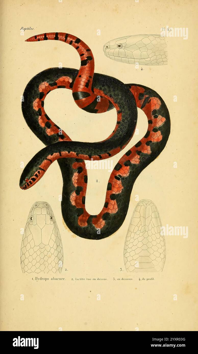 Illustrating various angles hi-res stock photography and images - Alamy