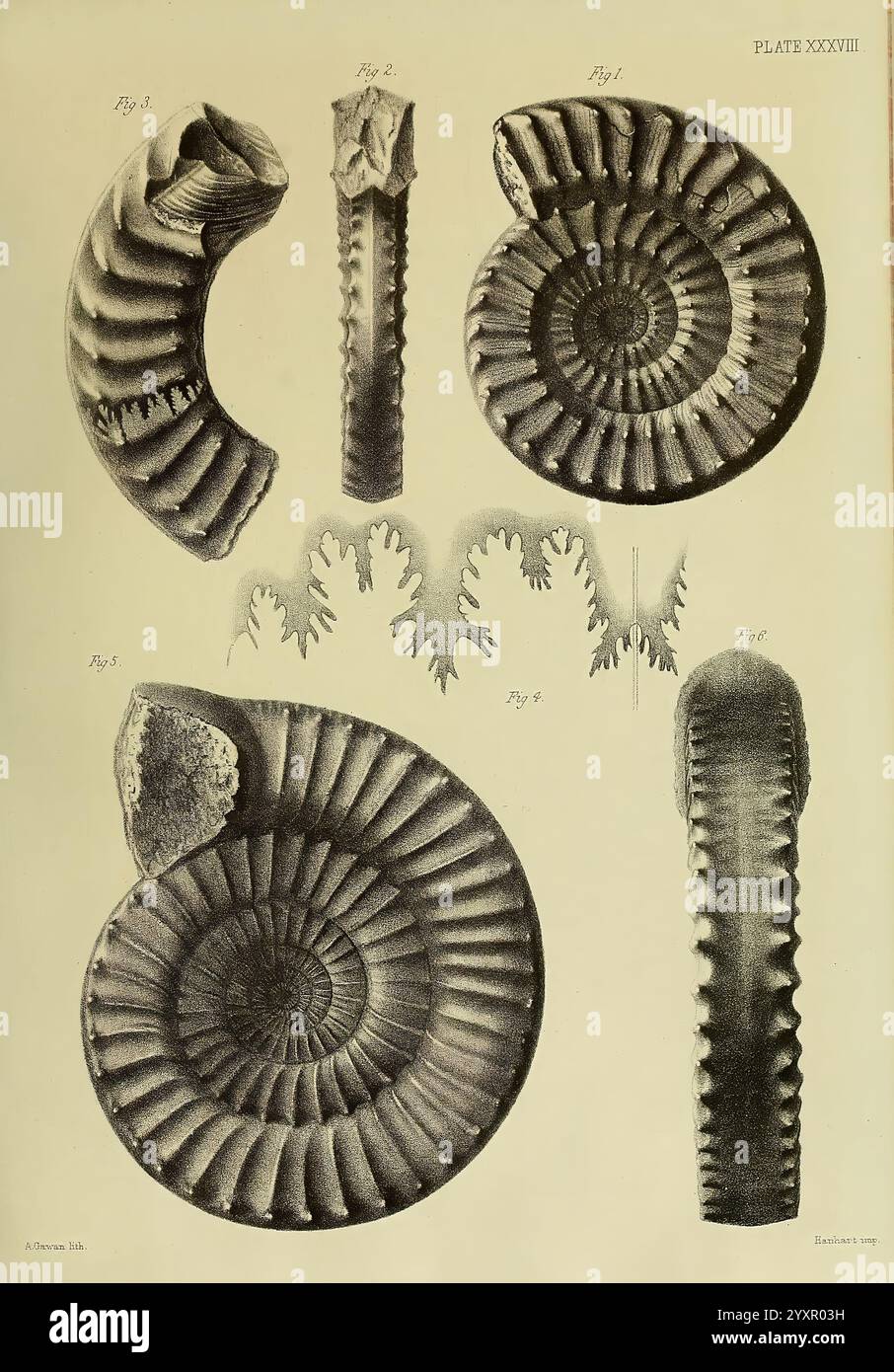 Curled ammonite hi-res stock photography and images - Alamy