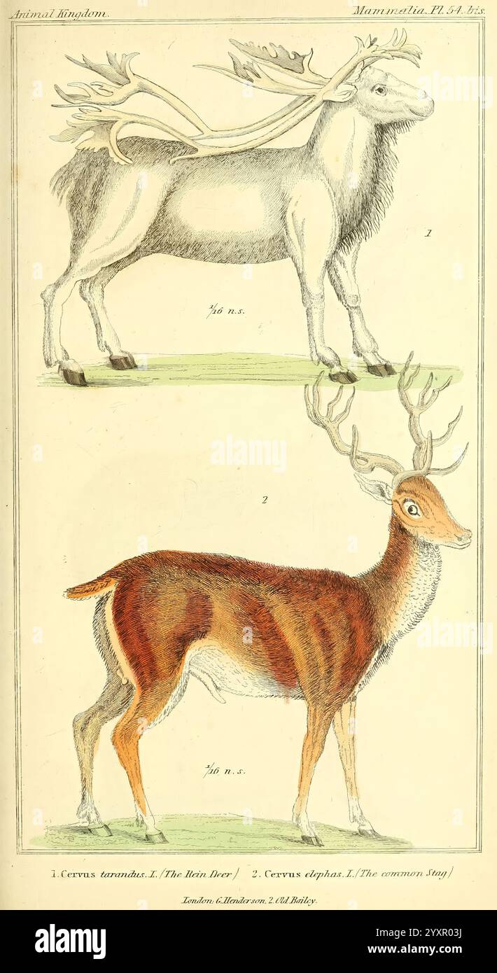 Illustration features two distinct species of deer hi-res stock ...