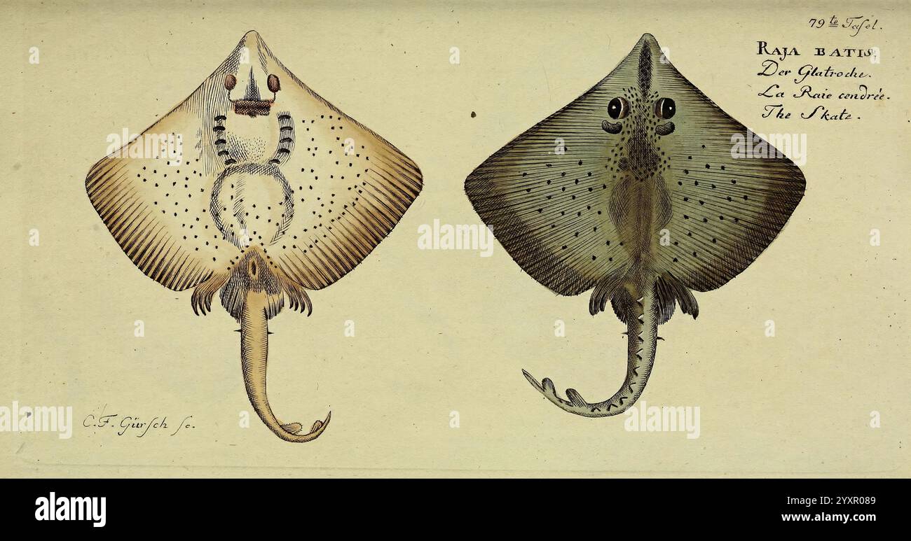 Another ray highlights hi-res stock photography and images - Alamy